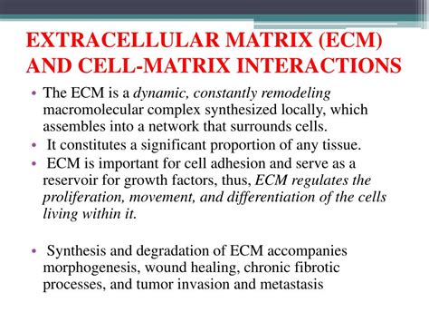 Ppt Extracellular Matrix Ecm And Cell Matrix Interactions