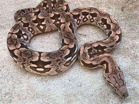 Dumerils Boa Care Size Temperament Habitat Setup