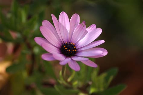 花 非洲菊 粉色的 Pixabay上的免费照片 Pixabay