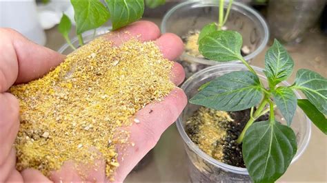 Никогда Не Сажайте Перец и Томаты Без Этого Бабушка Всегда Добавляет Это в Грунт Крепкая