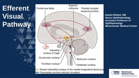 Efferent Visual Pathway By Daniel Elefant On Prezi