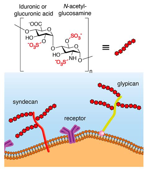 Proteoglycan On Membrane