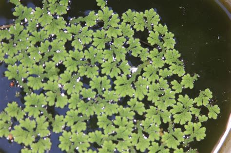 Mudflower Feeding Duckweed And Azolla To Chickens