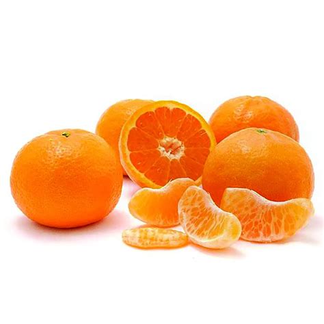 Citrus Tangerine Pixie Espalier Semi Dwarf Otto And Sons Nursery