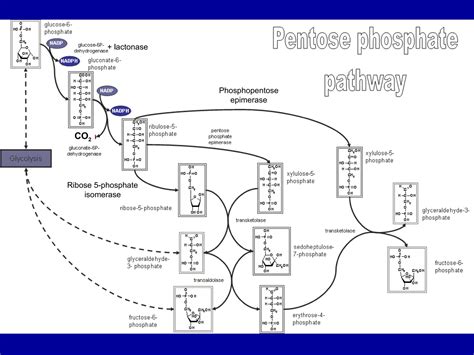 Biochemistry 4 Pentose Phosphate Pathway Ppt