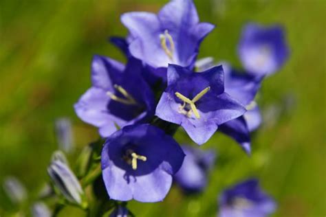 カンパニュラ（釣鐘草）｜花言葉・由来・意味 笼岛 みどり Garden Manage 植物の世話、プサディーの庭、花