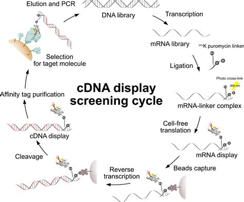 High Throughput Screening Platform Epsilon Molecular Engineering