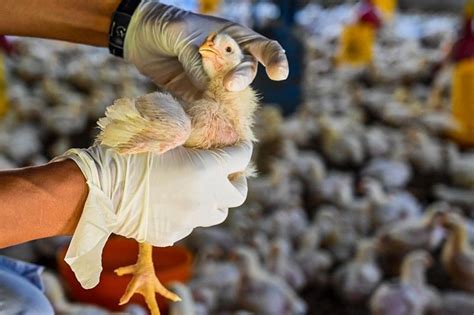 Who Worried Bird Flu Might Adapt To Humans More Easily