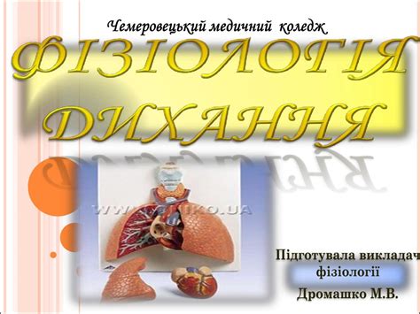Фізіологія дихання презентация онлайн