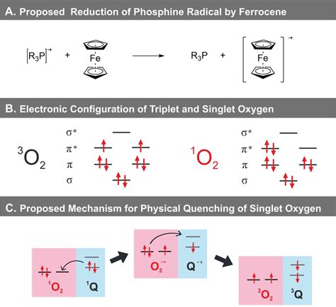 Proposed Explanation For The Intermolecular Antioxidant Activity Of Download Scientific Diagram