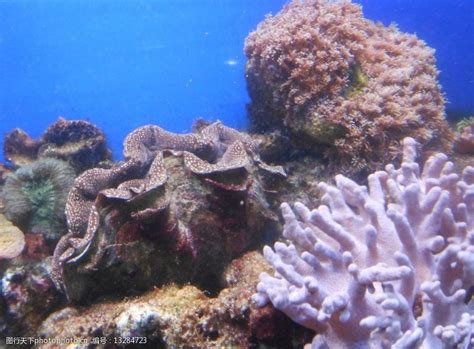 海生植物图片免费下载海生植物素材海生植物模板 图行天下素材网