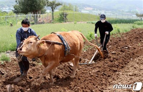 잊혀지는 소 쟁기질 네이트 뉴스