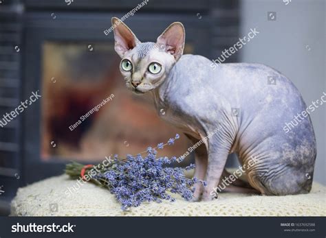 Sphinx Lavender Bald Cat Hairless Cat Stock Photo Shutterstock