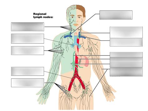 Regional Lymph Nodes Diagram Quizlet