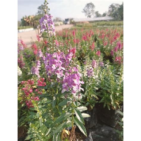 ดอกฟอร์เก็ตมีน็อต Forget Me Not กระถาง 8 นิ้ว หรือดอกอย่าลืมฉัน Shopee Thailand