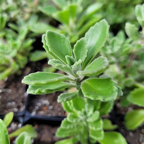 Plectranthus Tomentosa Vicks Plant Succulents World