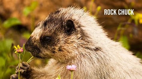 Unveiling The Rock Chuck Natures Resilient Survivor