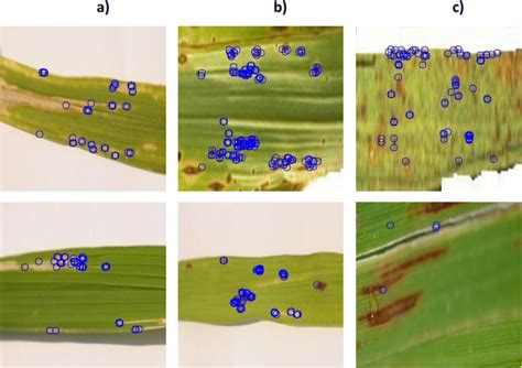 Detecting Of The Keypoints From Left To Right A Bacterial Leaf