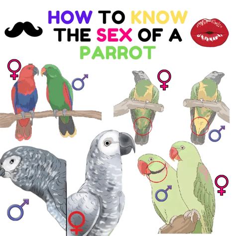 How To Know The Sex Of A Parrot Male Parrot Vs Female Parrot