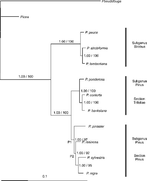 —bayesian Estimate Of The Phylogeny Based On The Large Data Set 18 Download Scientific Diagram