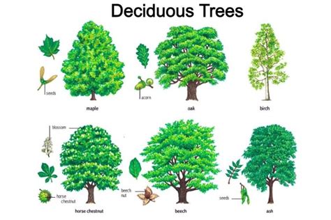 Deciduous And Coniferous Trees Definition Description And Types
