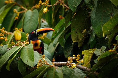 불타는 아라카리 프테로글로스 프란치 큰 지폐와 새 숲의 지점에 앉아 있는 투칸 보카 타파다 라구나 데 라가르토 로지 코스타리카 중앙 아메리카에서 조류 관찰 여행 깃털에 대한
