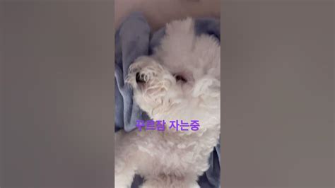 잠자는 모습 ️ Youtube