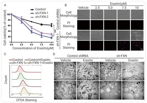 铁死亡，究竟该如何检测？ Medchemexpress 知乎