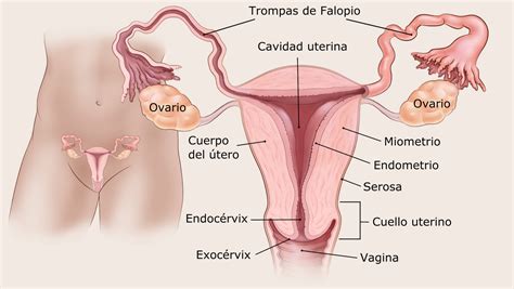 ¿qué Es El Cáncer De Endometrio