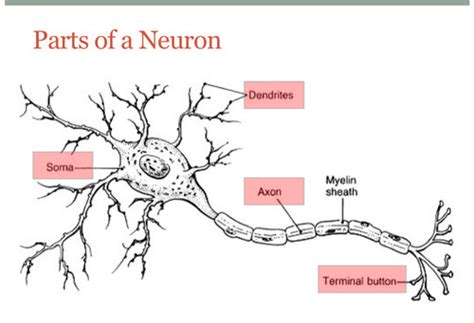 Intro To Cognitive Psych Midterm 1 2 27 Flashcards Quizlet
