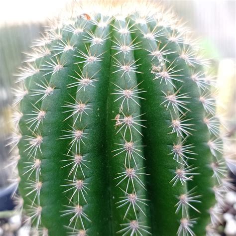 Trichocereus Werdermannianus Live Plant Freaky Cacti