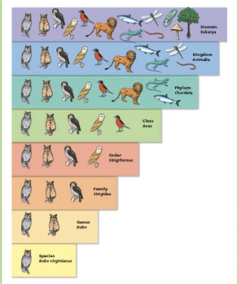 Levels Of Classification Documents At Isaac Dadson Blog