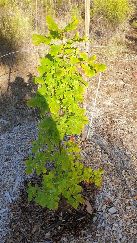 Forum Almond And Oak Tree Issue