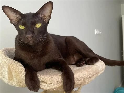 Ears Looking At You Meet These 15 Cat Breeds With Big Ears