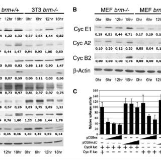 Brm Deficient Cells Have Abnormal Expression Of Cell Cycle Regulators Download Scientific