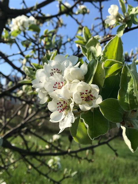 집 밖의 경치 경치가 좋은 고요한 깨끗한 하늘 꽃 꽃무늬 꽃이 만개한 꽃잎 나뭇잎 낮 다년생 동백 나무 맑은 하늘 밝은 봄 선명한 성장