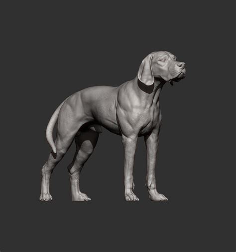 English Pointer 3d Model By Alexander3dart