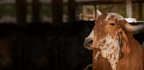 Humpy A2 Milk Humpy Farms