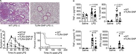 Tlr4 Snp Mice Exhibit Lps Hyporesponsiveness In Vivo A Tlr4 Snp Mice Download Scientific