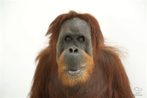 معلومات عن قرد إنسان الغاب جيو عربي