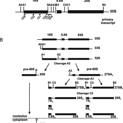 Yeast Pre Rrna Processing Pathway A Schematic Representation Of The Download Scientific