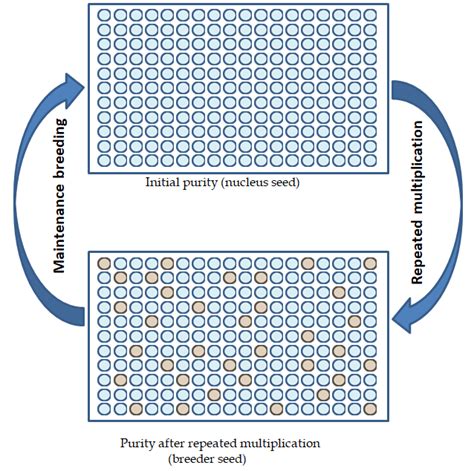 Seed Purity Of Breeder Seed Before Top Box And After Bottom Box Download Scientific Diagram