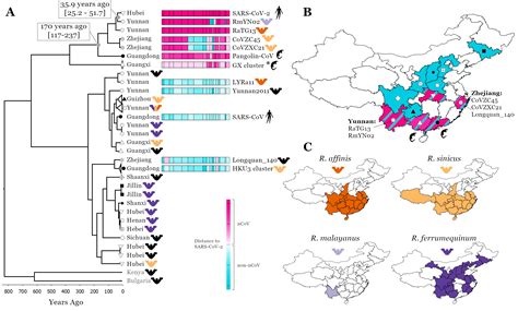 Exploring The Natural Origins Of Sars Cov 2 Ncov 2019 Evolutionary