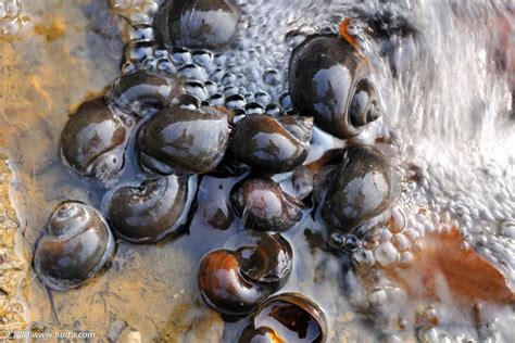 福寿螺能吃吗福寿螺吃水稻福寿螺第10页大山谷图库