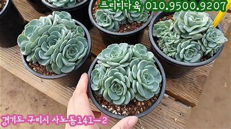 너무 예쁜 신상다육이 도착했어요 둥글둥글 비올레따 군생 너무 좋아요~ 원종모건뷰티 블루에뜨변이도 사랑스러워요오늘은 프리티데이 💕프리티다육 01095009207