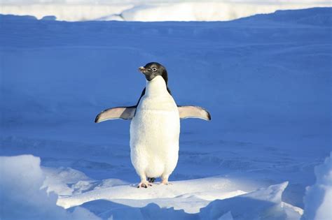 Addressing The Challenge Of Linux Mdm Jumpcloud