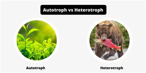 Differences Between Autotroph And Heterotroph Autotroph Vs Heterotroph Biology Notes Online