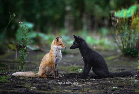 T T • Lg Щ4 Ä Vjffc 1 № V I I « Wvm Чёрно бурая лисица Чернобурка