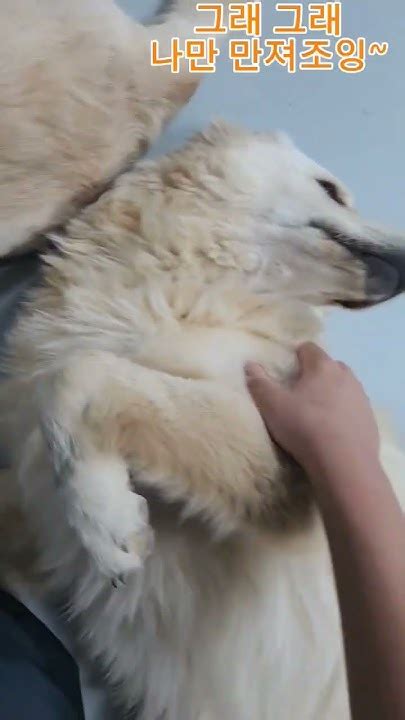 은근한 질투쟁이 자이언트베이비 리트리버 복이 언니도 질투해요 나만 만져요잉~~ 아기리트리버 골든리트리버 강아지일상 반려견 개육아 Youtube