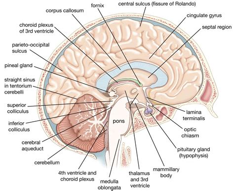 Human Brain Midbrain And Hindbrain Structure And Function Lesson Science State Board Class